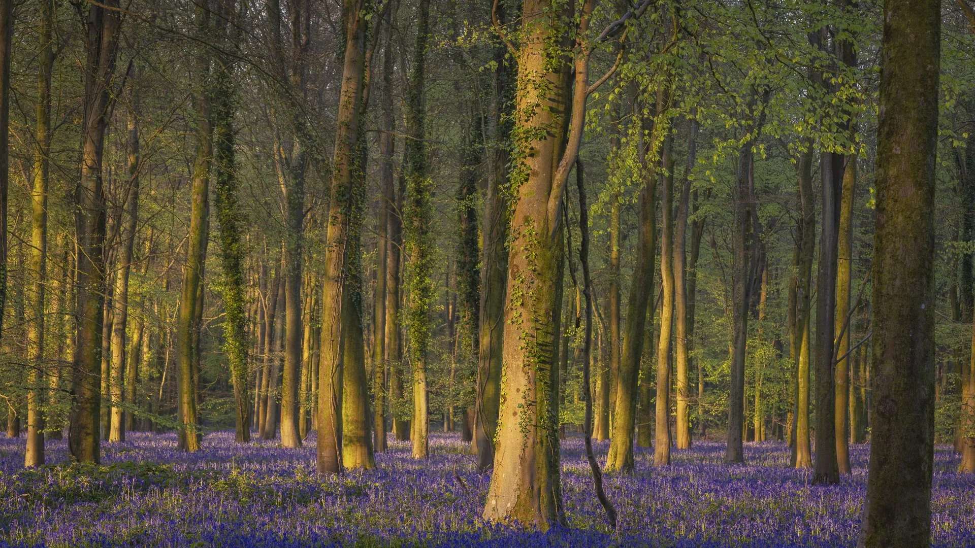 Best Bluebell woods in Sussex (spring 2026)