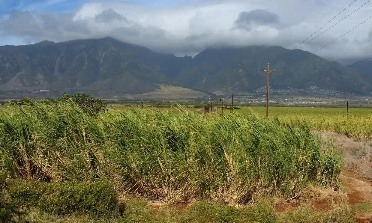 The Sugar Trade and Colonization of Hawai’i: A Dark Legacy — CONTRA ...