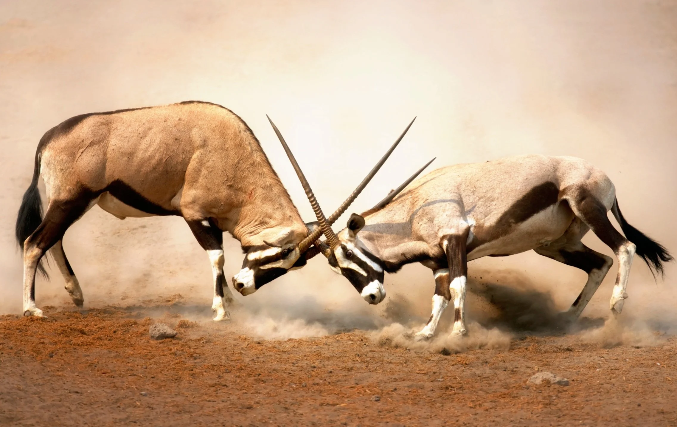 Sable Rock Safaris I Hunting In The Eastern Cape