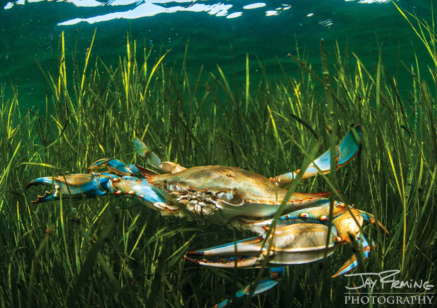Jimmy Crab