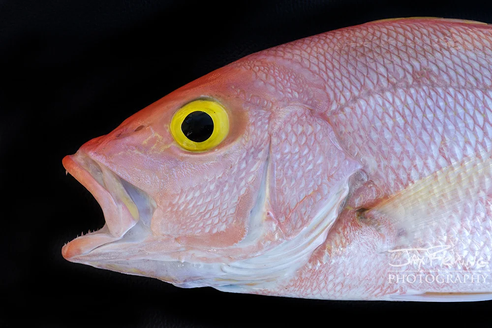 28 Days in Cuba - Journal six of seven — Jay Fleming