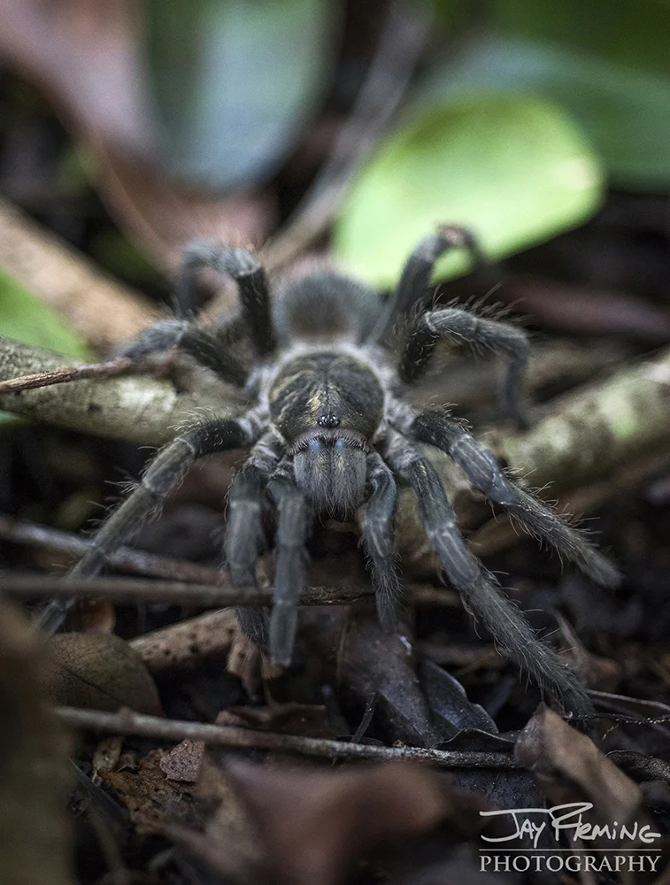 28 Days in Cuba - Journal six of seven — Jay Fleming