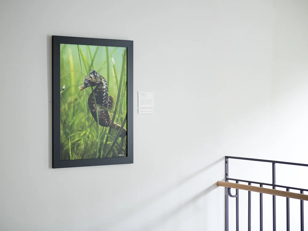 Academy Art Museum - Island Life Exhibit — Jay Fleming