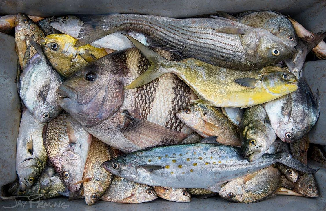 Shop — Jay Fleming