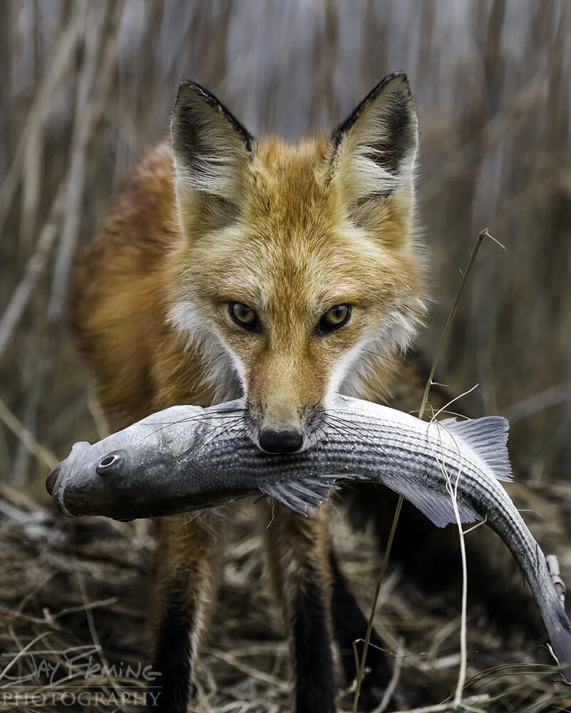 Red Fox and Striped Bass — Jay Fleming