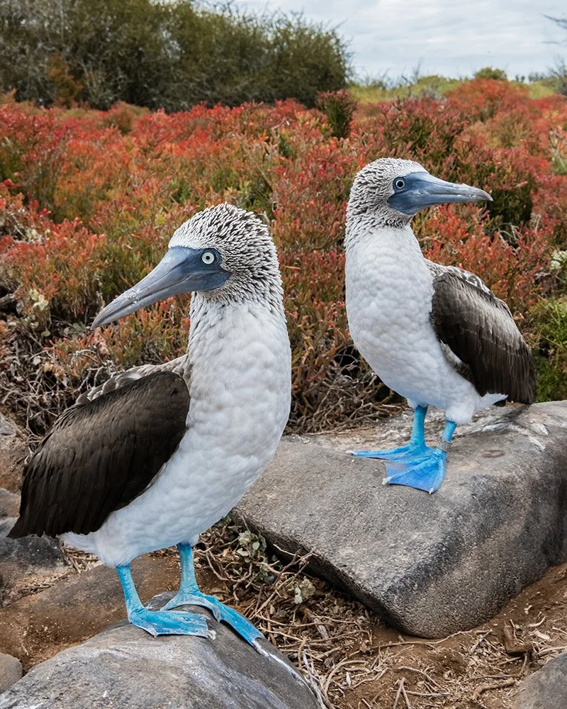 Wildlife Photography in the Galápagos Islands: A Photographer’s ...