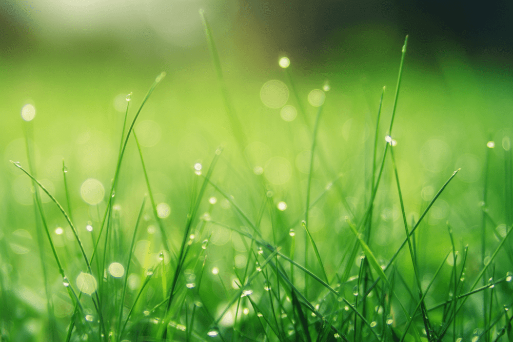 Grounding / Earthing Studies — Grounded.com