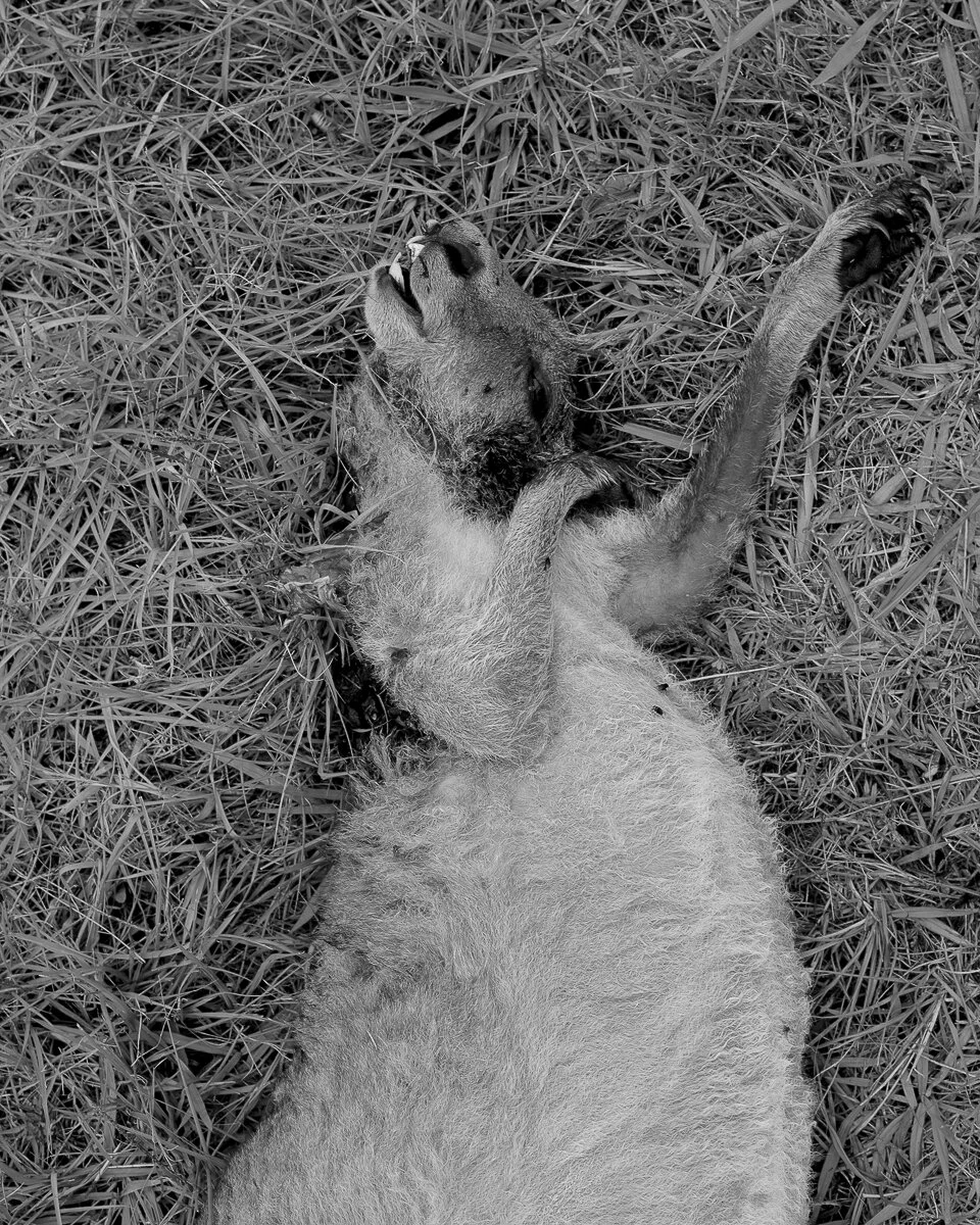 Morganna Magee — Fraction Magazine