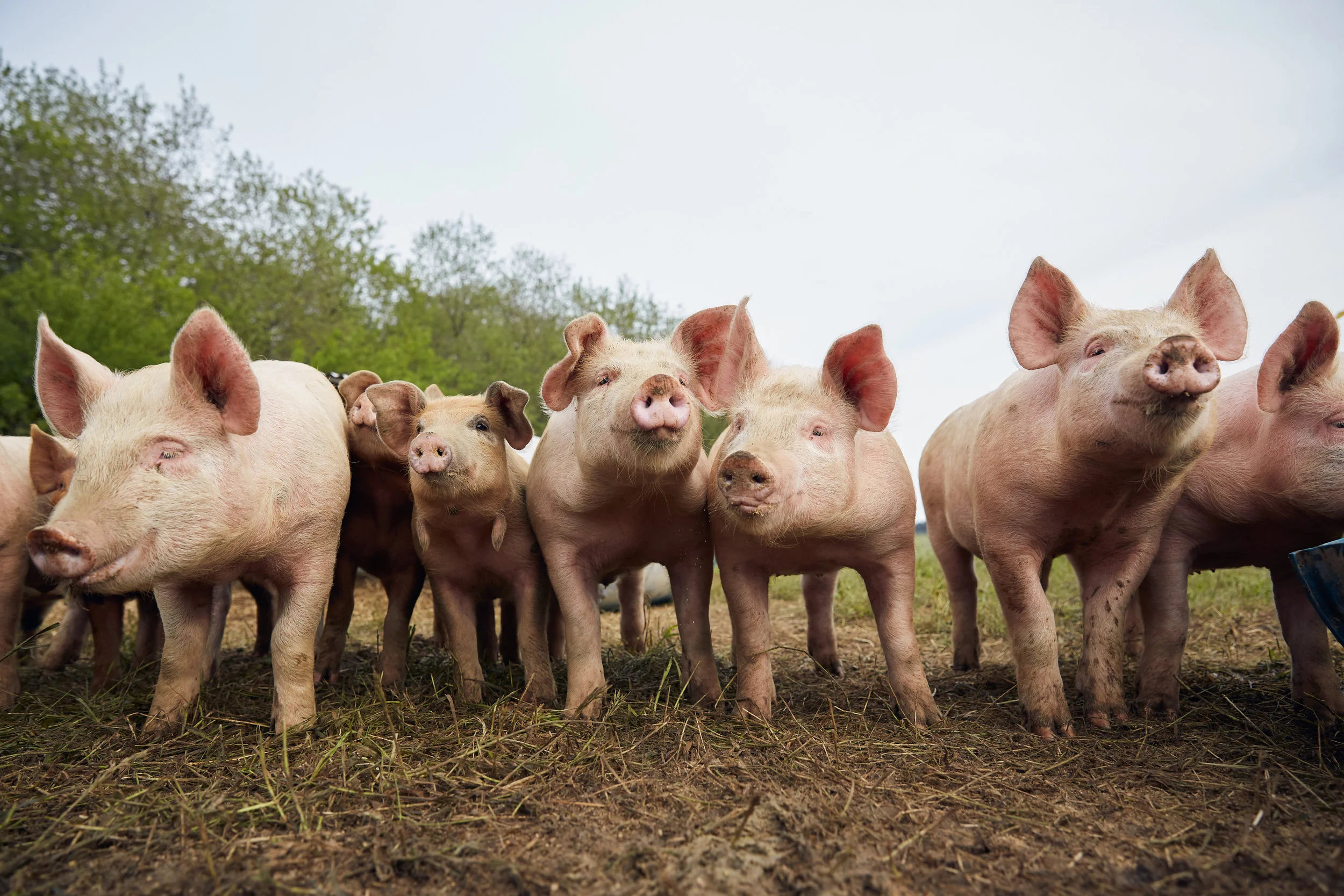 Pigs — Root Down Farm