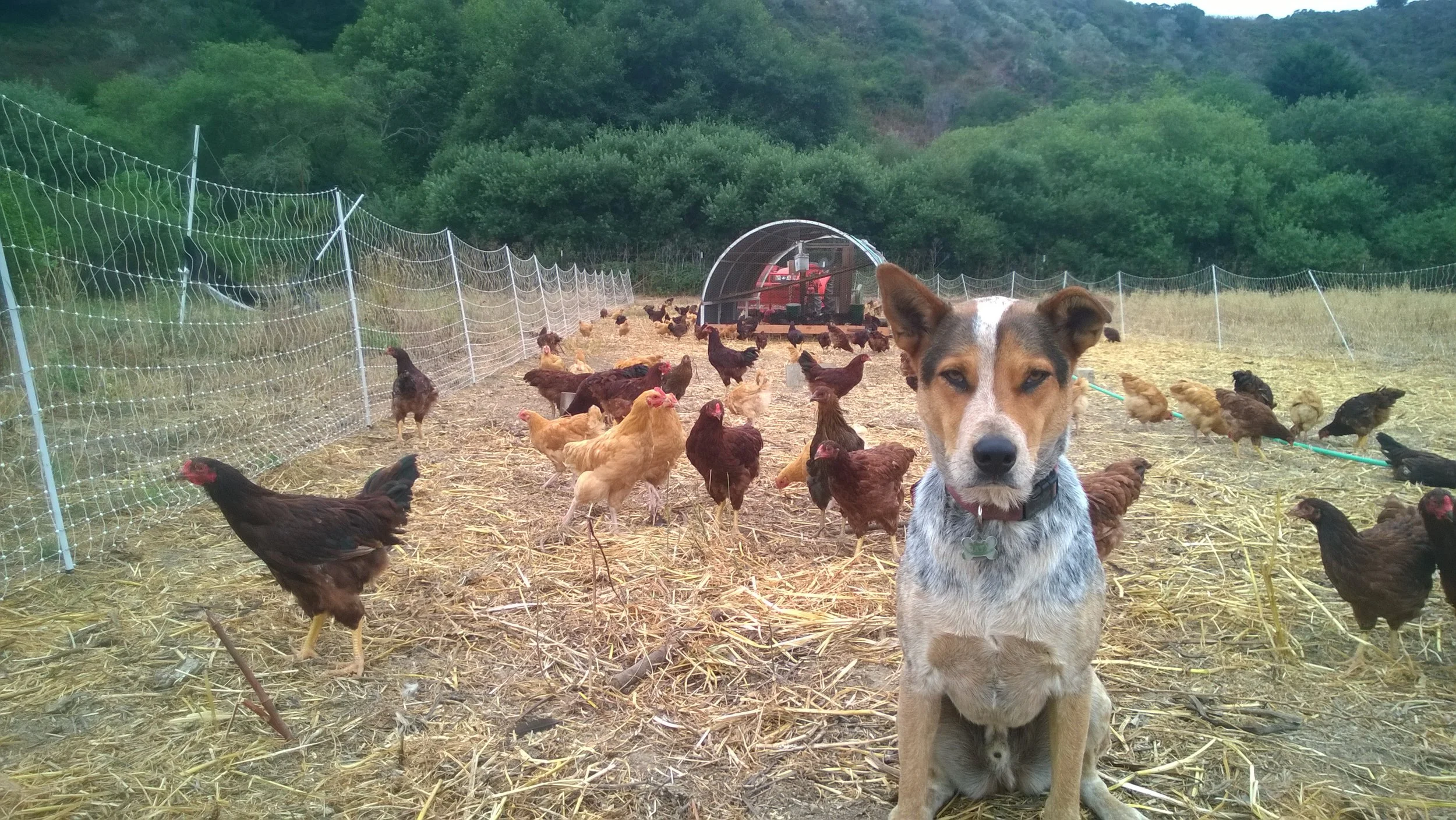 About — Root Down Farm