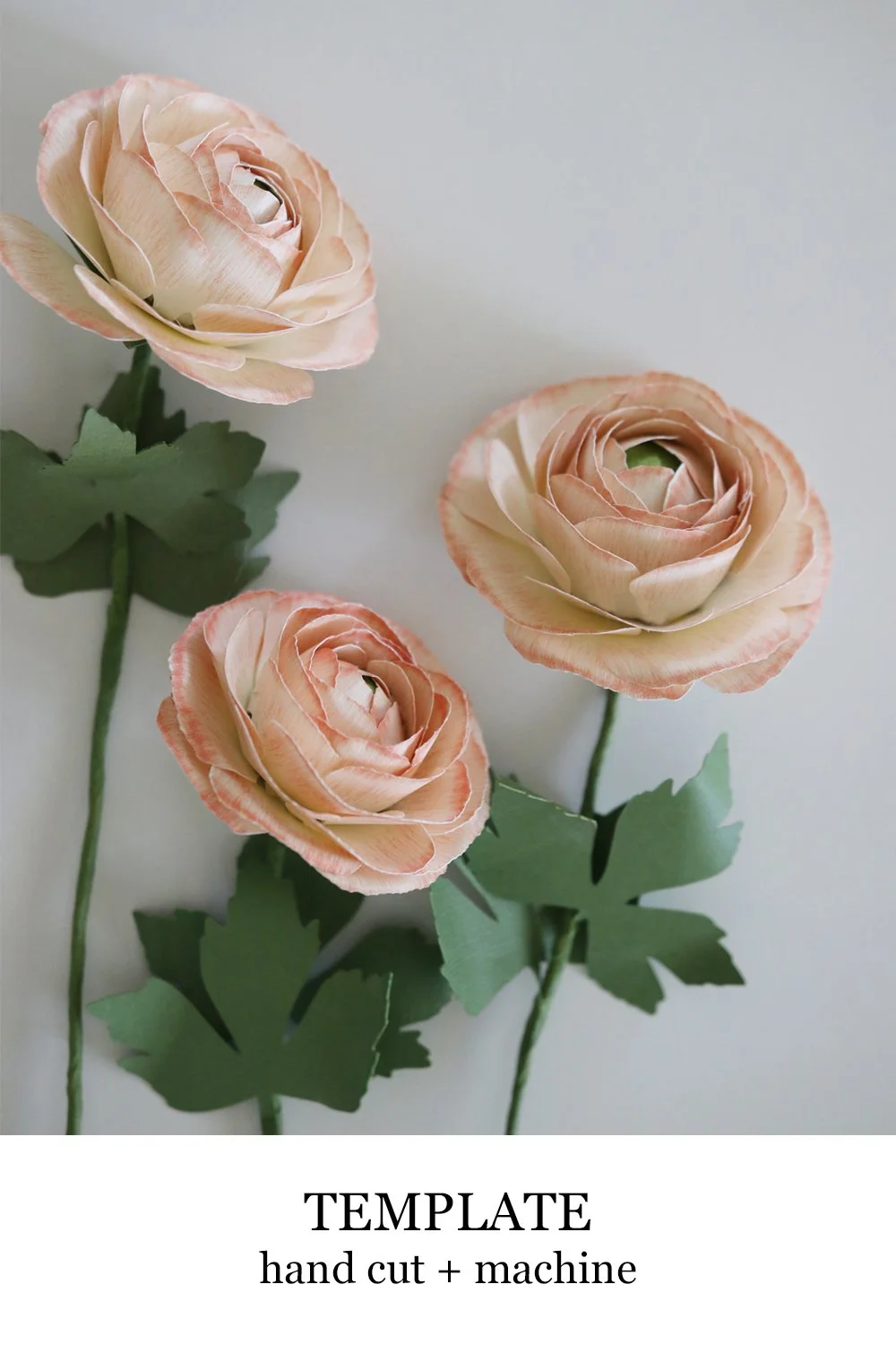 Ranunculus Flower Template Paper Ranunculus Flowers Lia Griffith