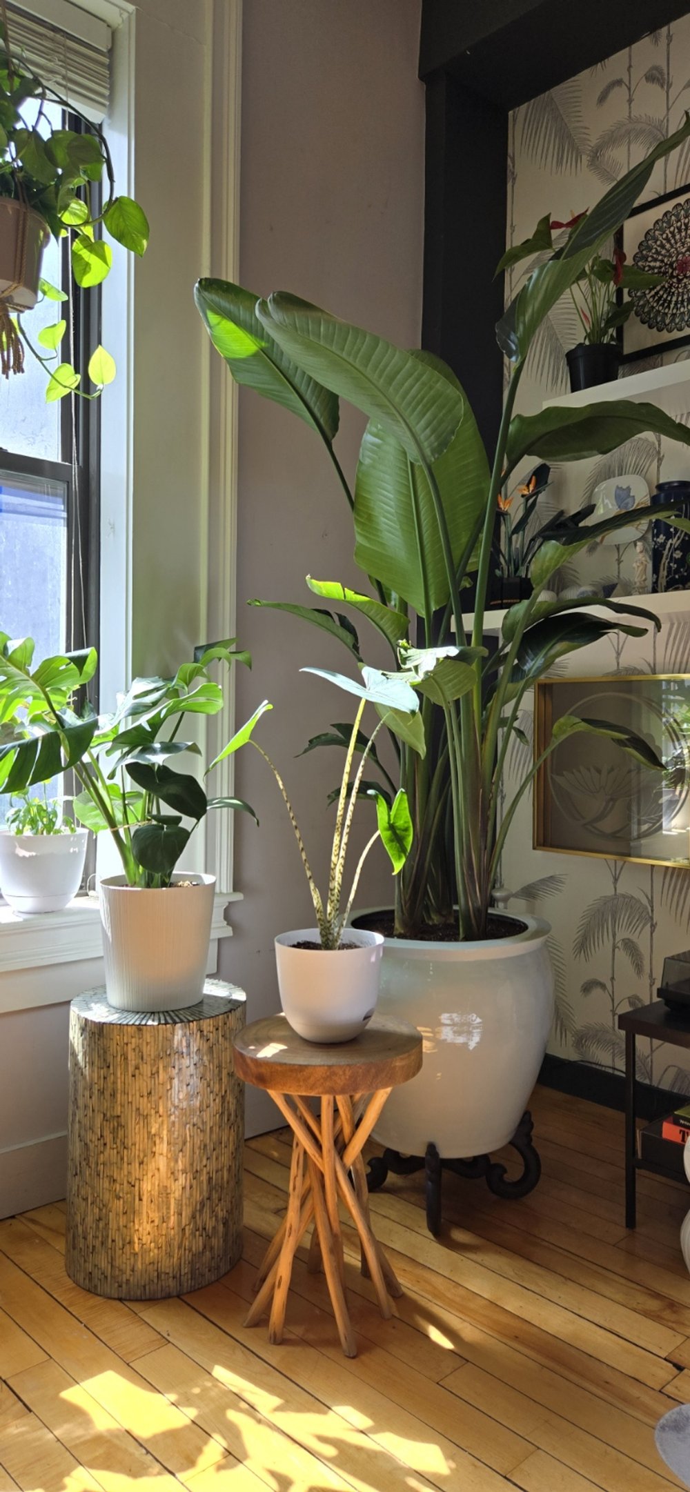 Offered Services | Interior Design I Color Consultations I Plant ...