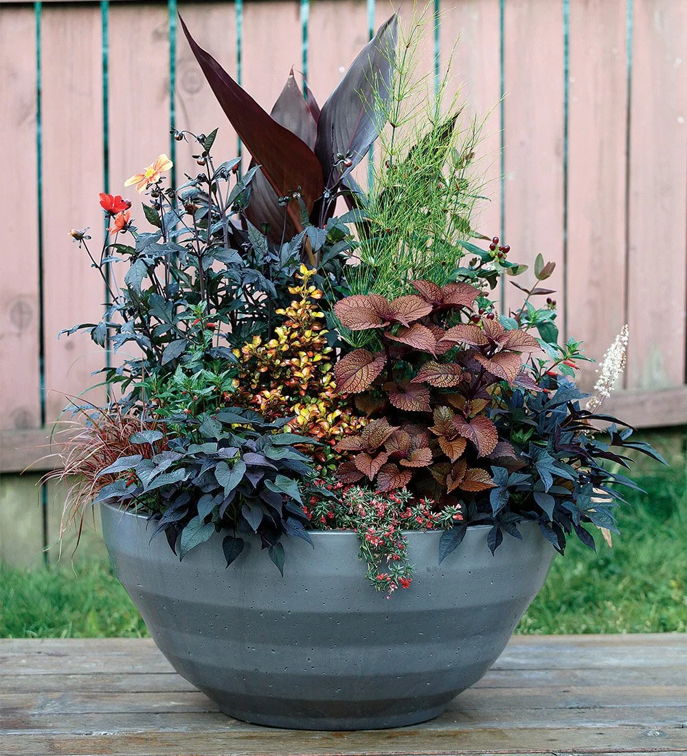 Offered Services | Interior Design I Color Consultations I Plant ...