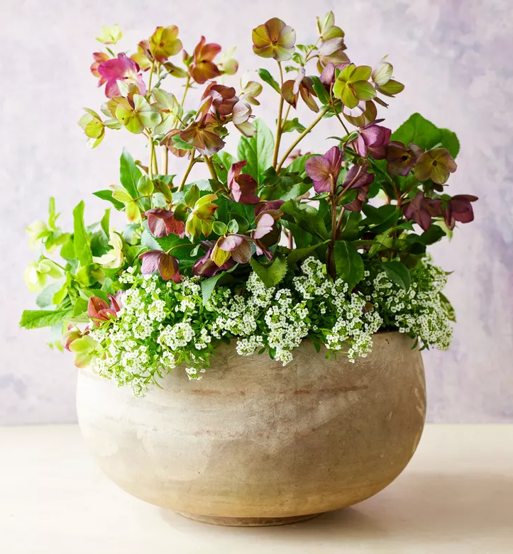 Offered Services | Interior Design I Color Consultations I Plant ...