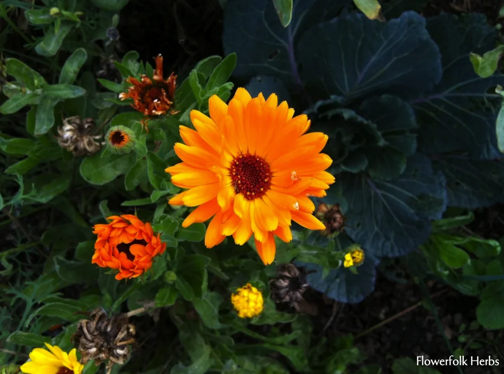 Calendula: Blossoms of the Sun Calendula officinalis — Cambridge Naturals