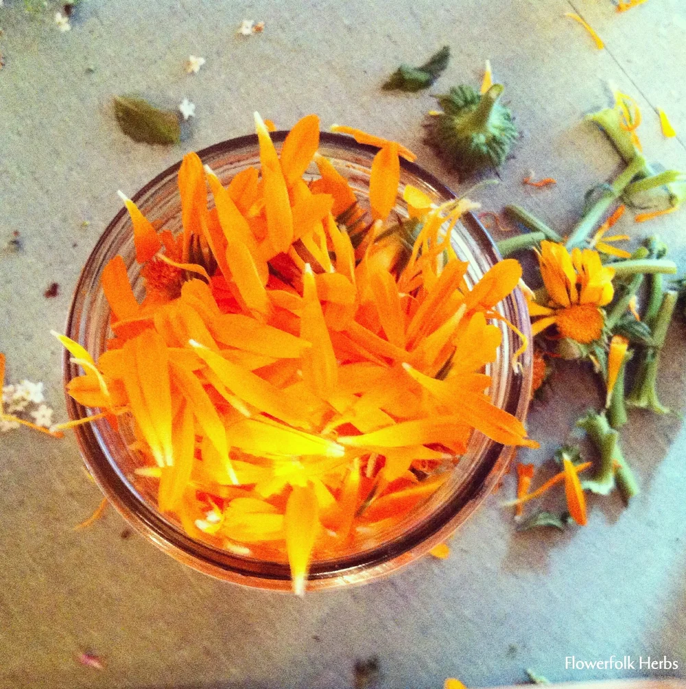 Calendula: Blossoms of the Sun Calendula officinalis — Cambridge Naturals