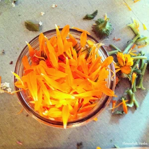 Calendula: Blossoms of the Sun Calendula officinalis — Cambridge Naturals