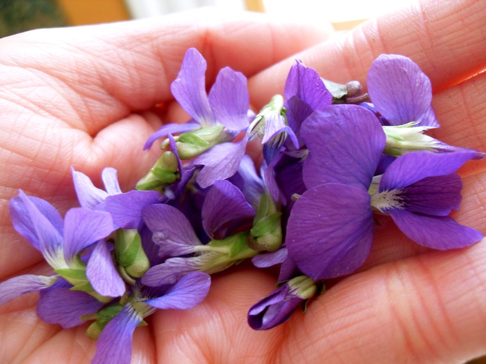 VIOLET: Viola odorata and related species — Cambridge Naturals