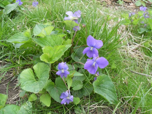 VIOLET: Viola odorata and related species — Cambridge Naturals