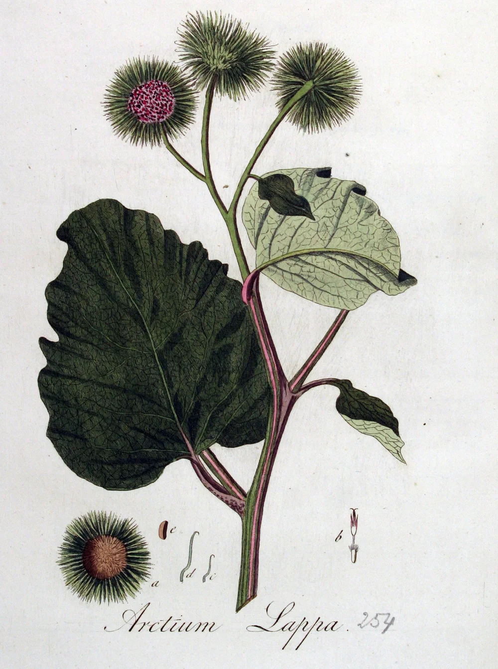Burdock Plant Drawing