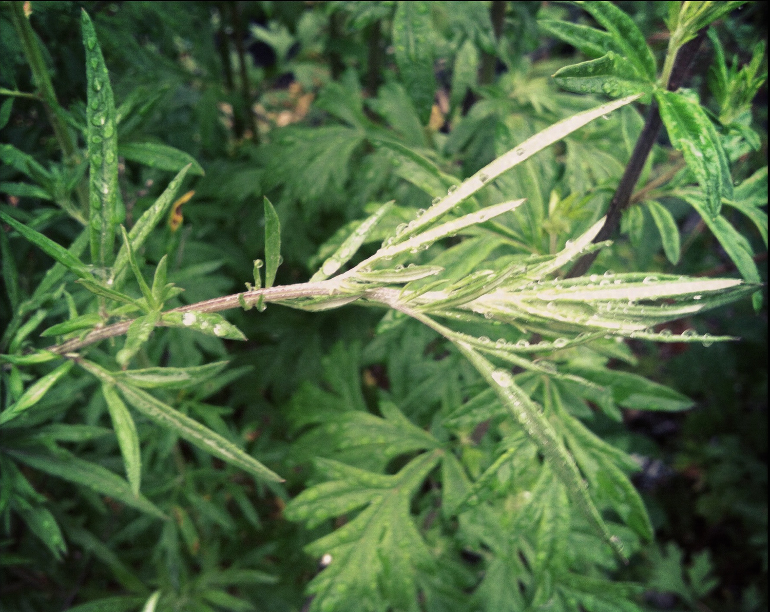Mugwort: A Wild Beauty in Urban Places — Cambridge Naturals