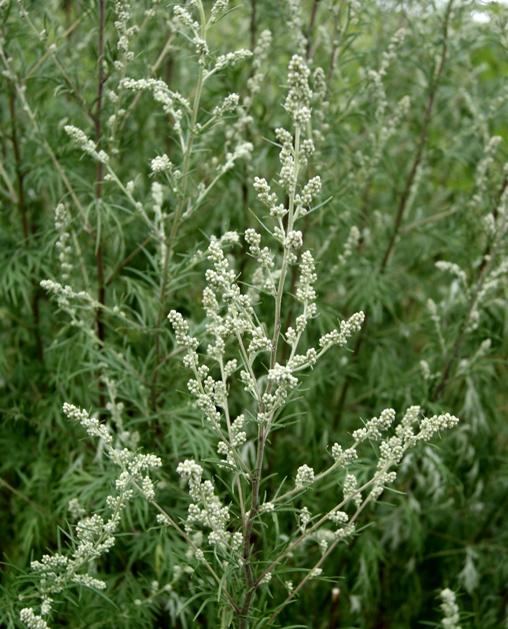 Mugwort: A Wild Beauty in Urban Places — Cambridge Naturals Mugwort: A Wild Beauty in Urban Places — Cambridge Naturals