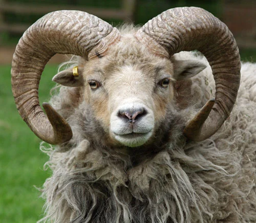 Mutton News — Much Ado About Mutton