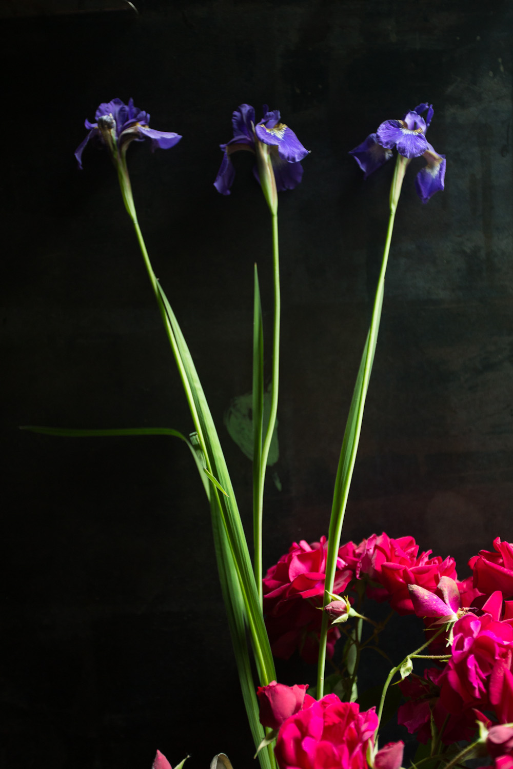 iris — Beauty Everyday