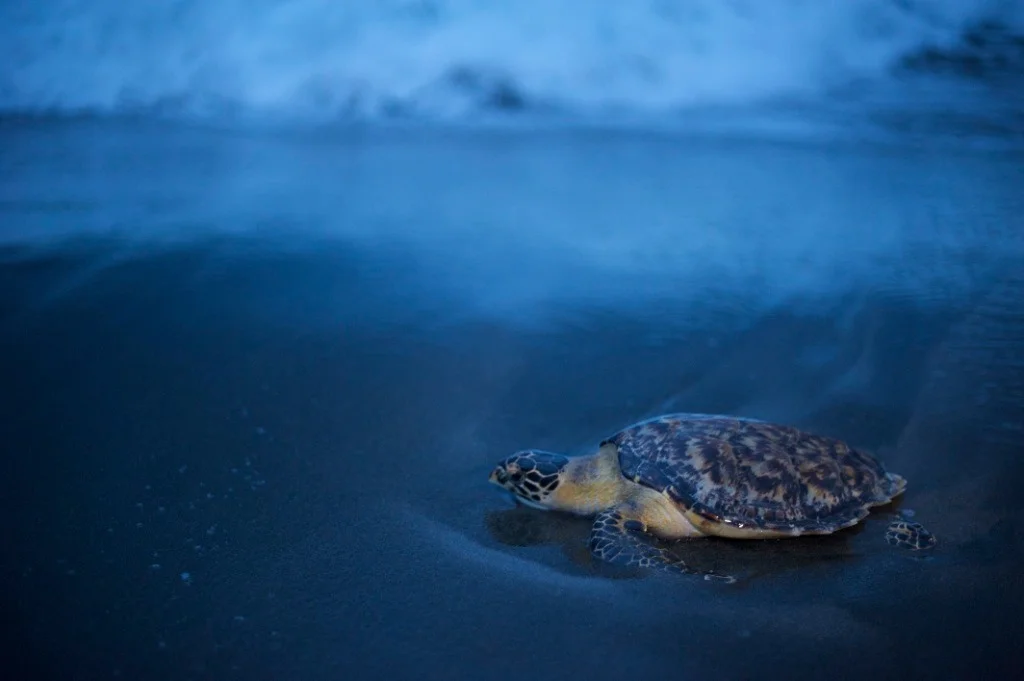 Hawksbills — SEE Turtles