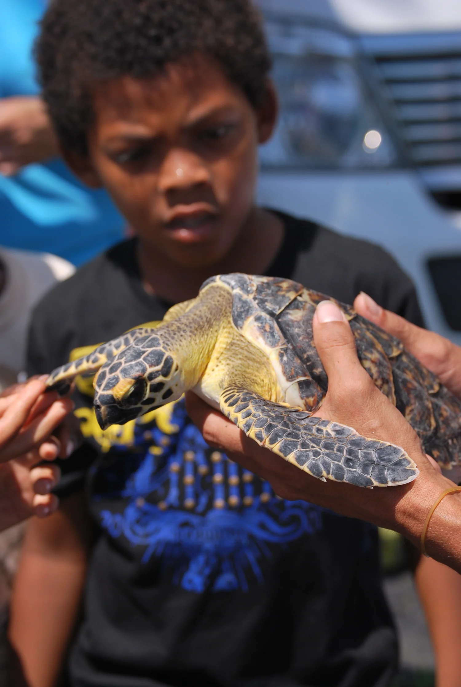Conservation Success — SEE Turtles