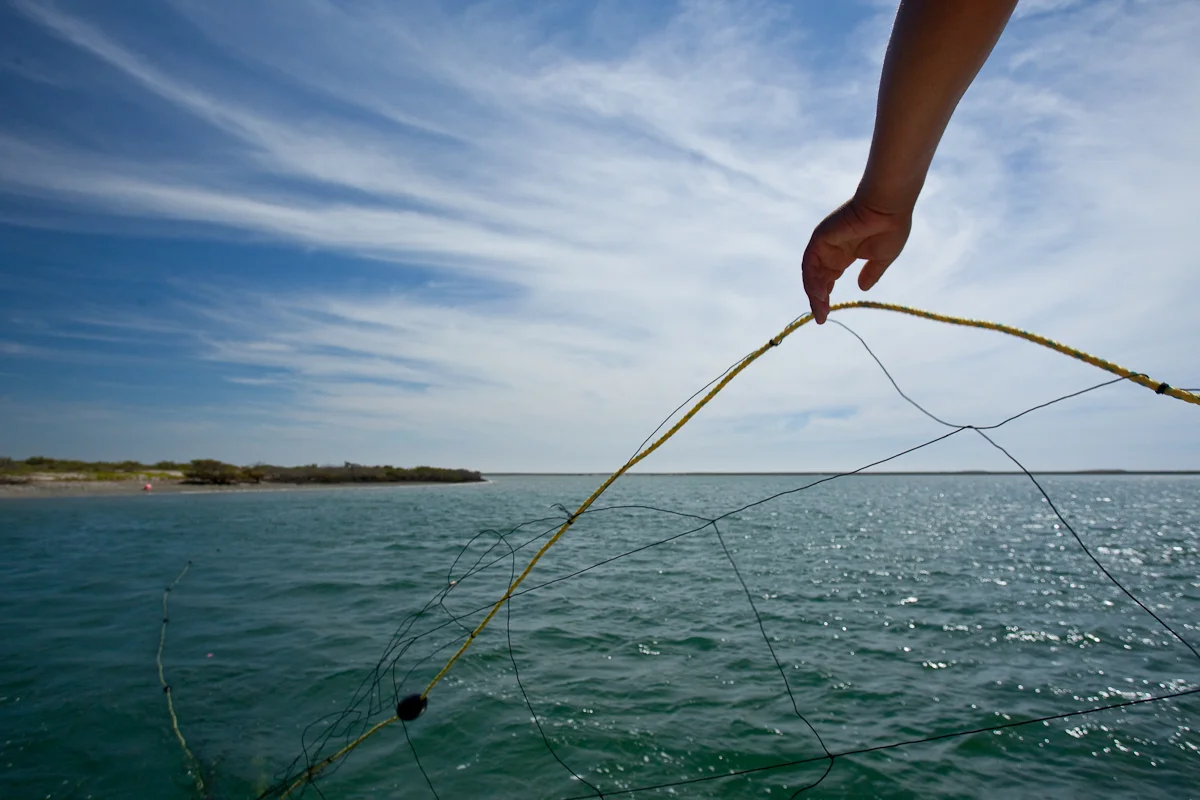 Bycatch Turtle