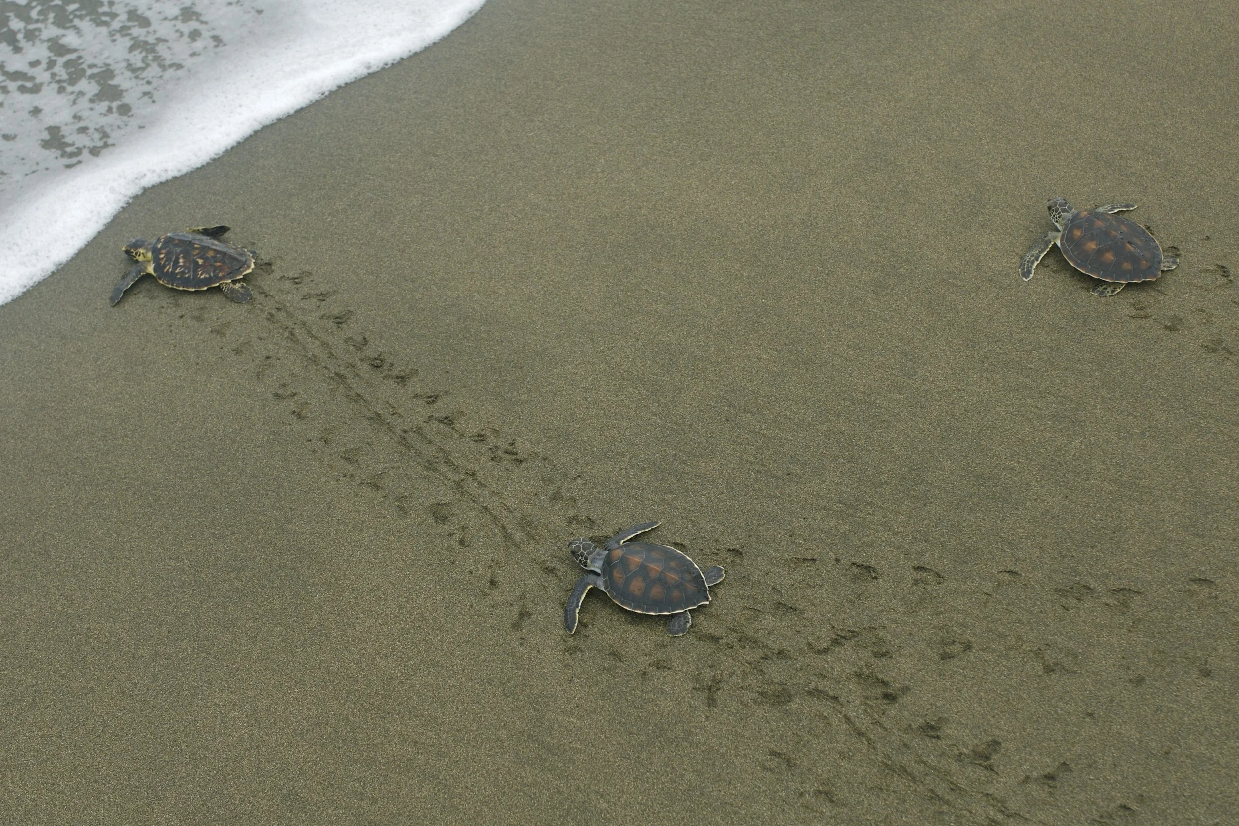 Sea Turtle Nesting Beaches — SEE Turtles