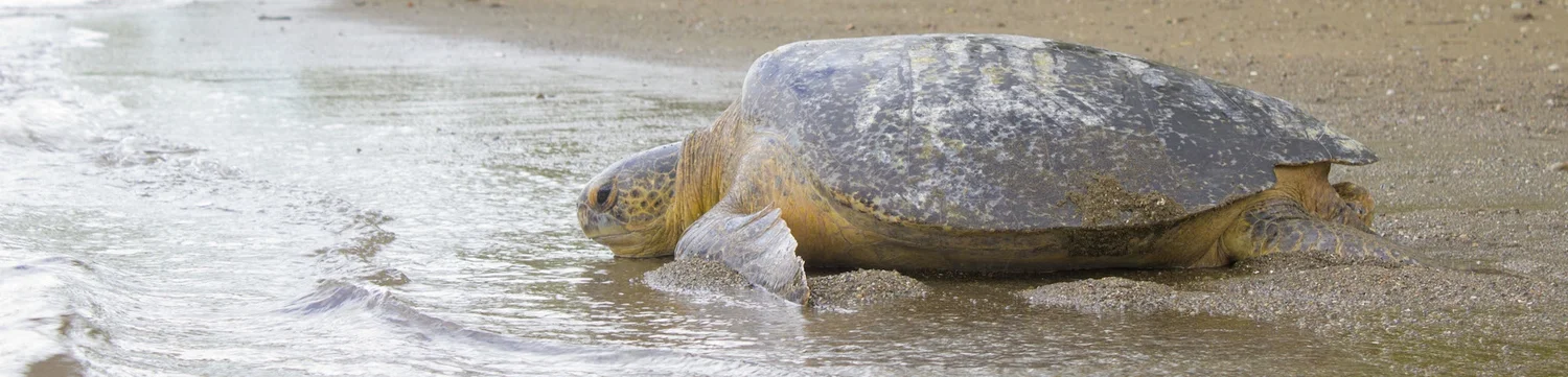 Sea Turtles, Dolphins & Scarlet Macaws — SEE Turtles