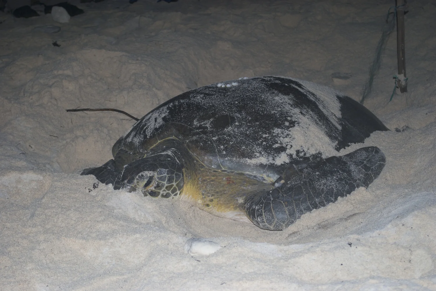 Exploring Cuba's Natural & Cultural Treasures — SEE Turtles