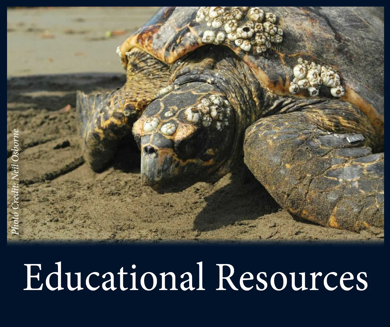Sea Turtle Lesson Plans — SEE Turtles — SEE Turtles