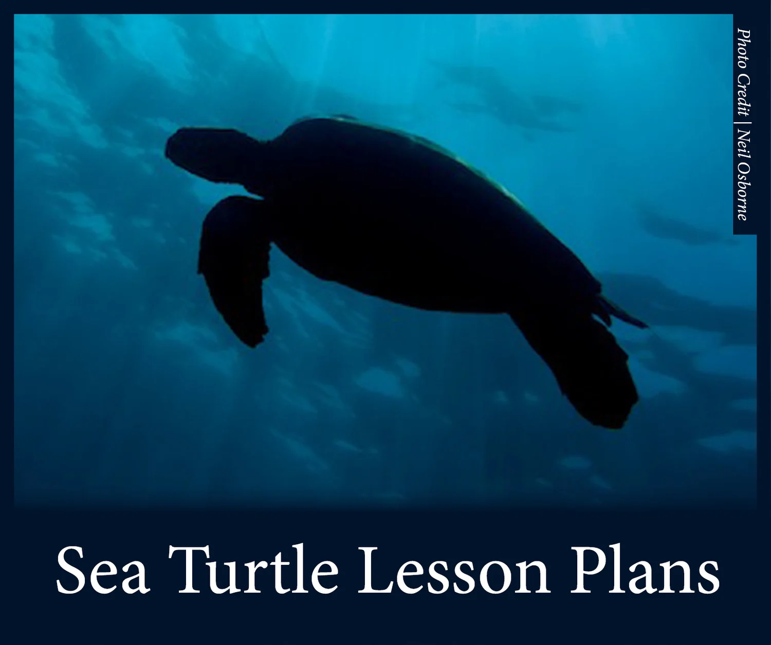 Classroom Resources — SEE Turtles