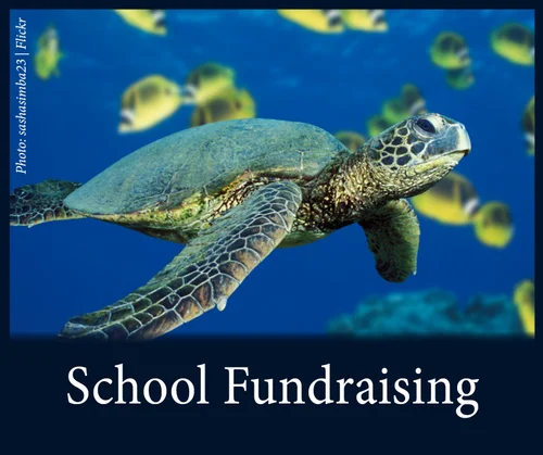 Sea Turtle Lesson Plans — SEE Turtles — SEE Turtles