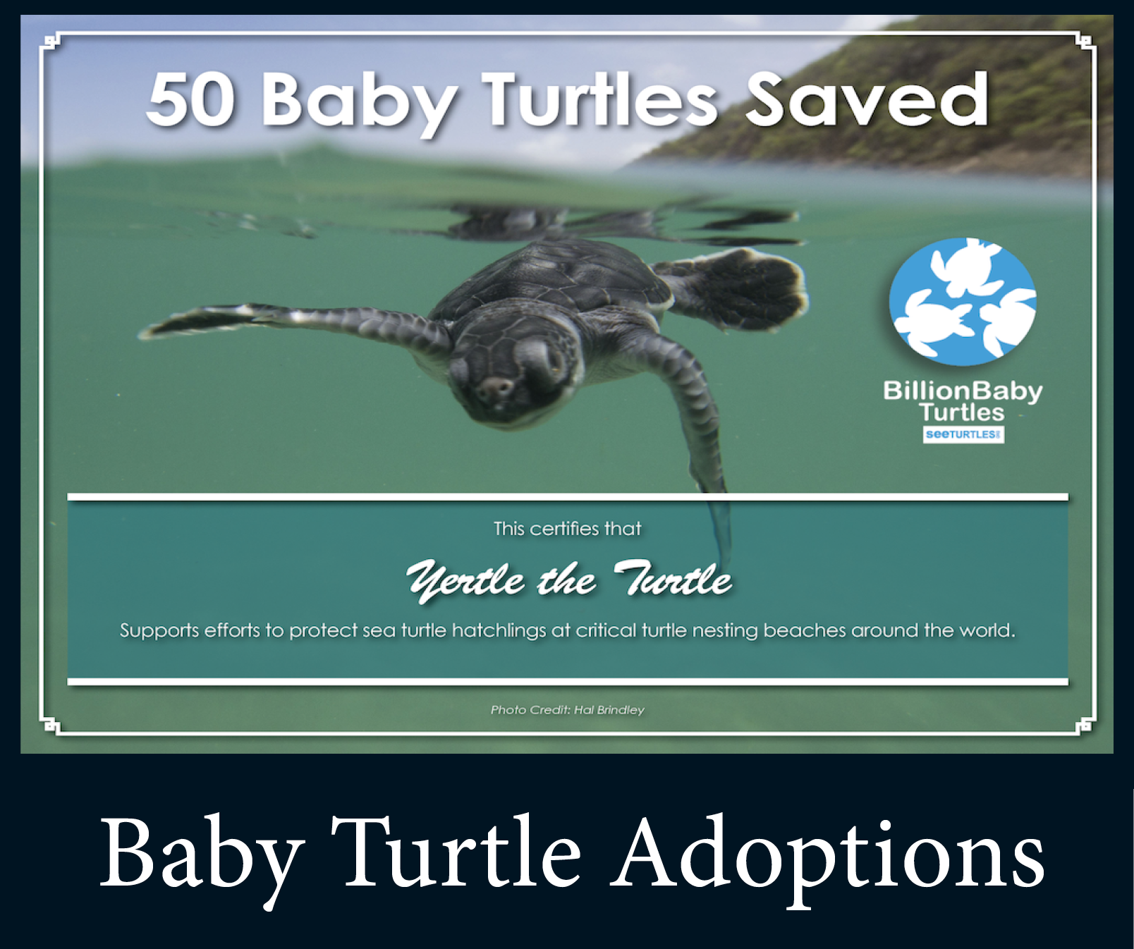 Turtle Tour Confirmation — SEE Turtles