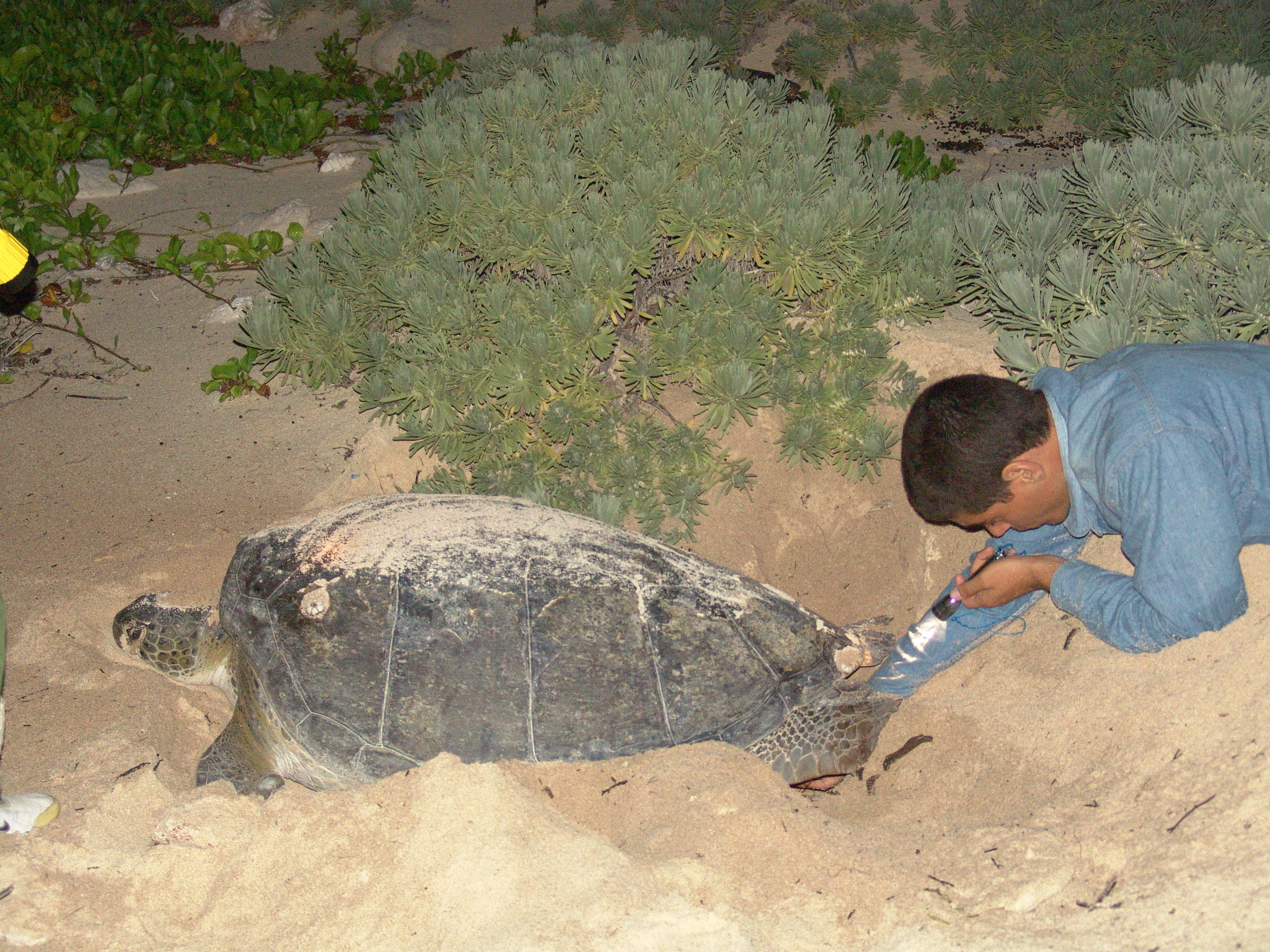 Cuba Nature & Culture — SEE Turtles