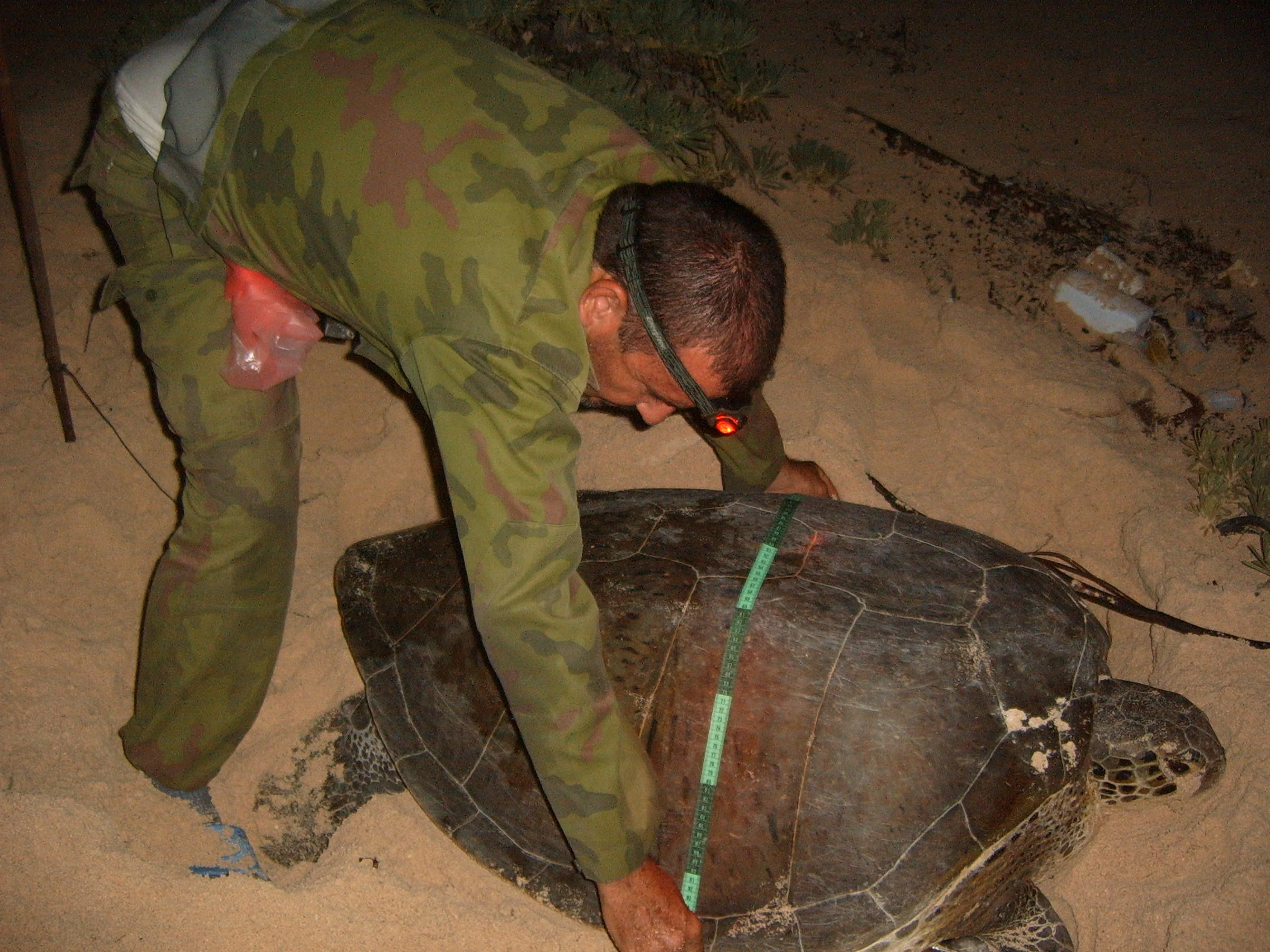 Cuba Nature & Culture — SEE Turtles