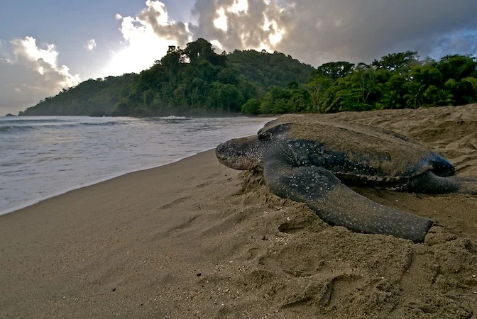 Sea Turtle Nesting Beaches — SEE Turtles