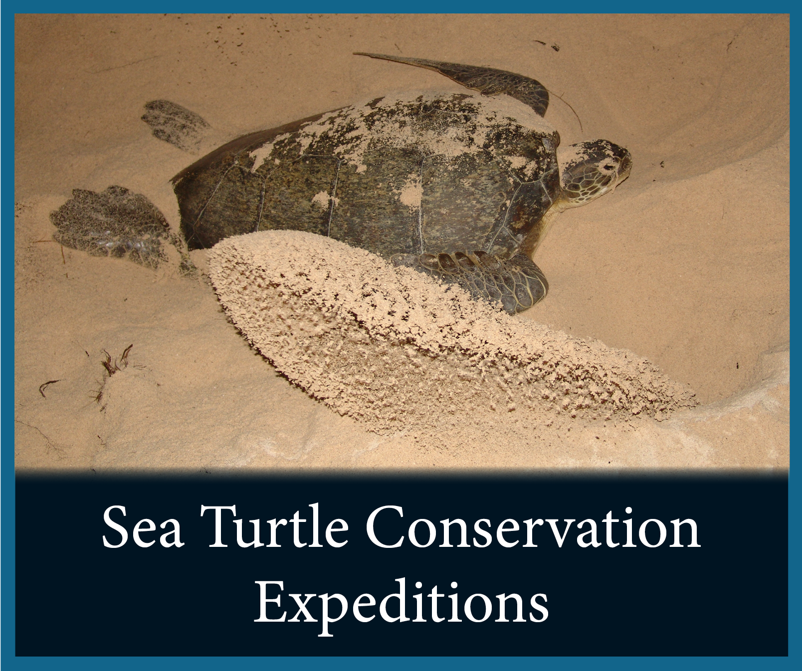 Why Are Sea Turtles Important — SEE Turtles — SEE Turtles