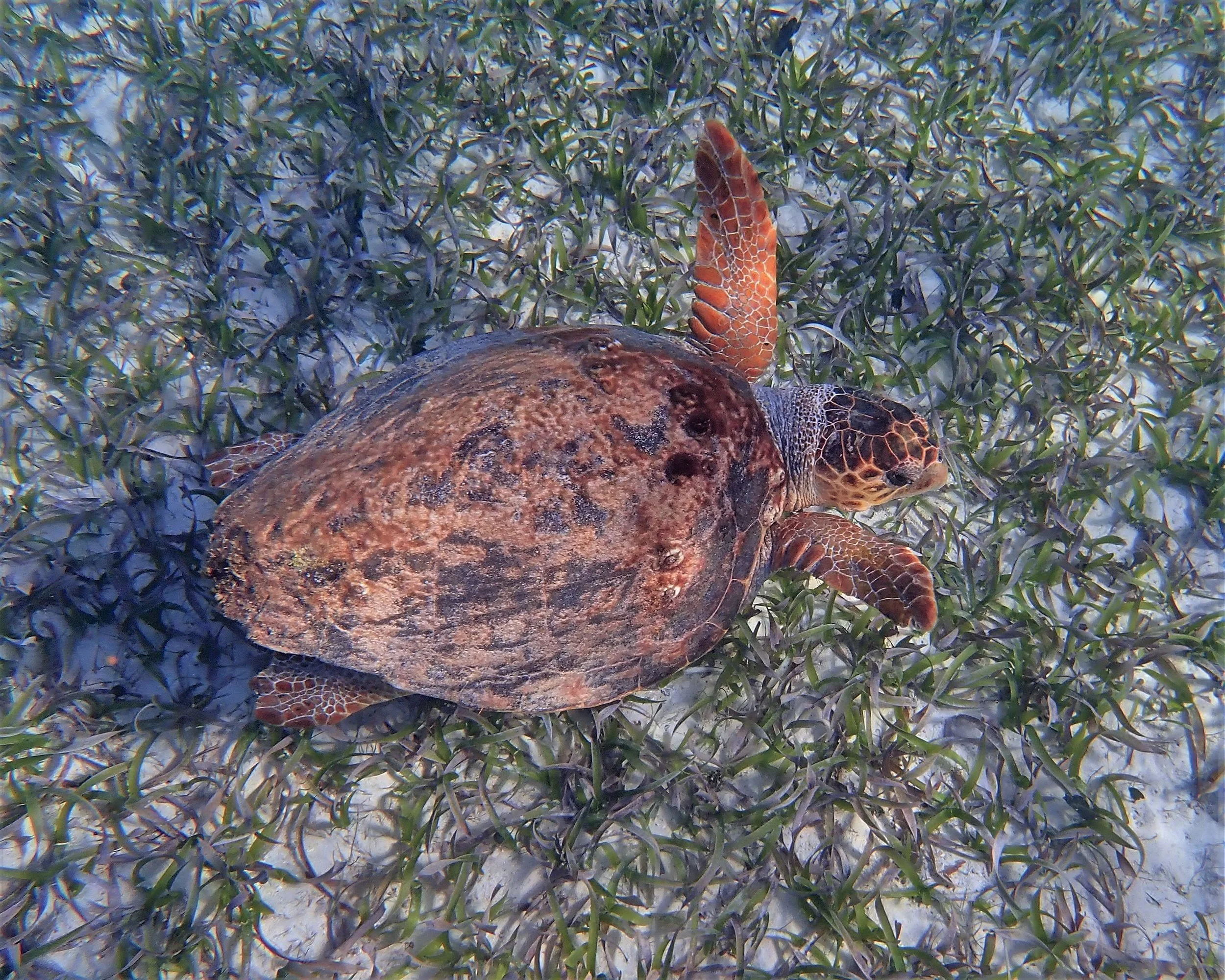 Belize Ocean Wildlife Research — SEE Turtles