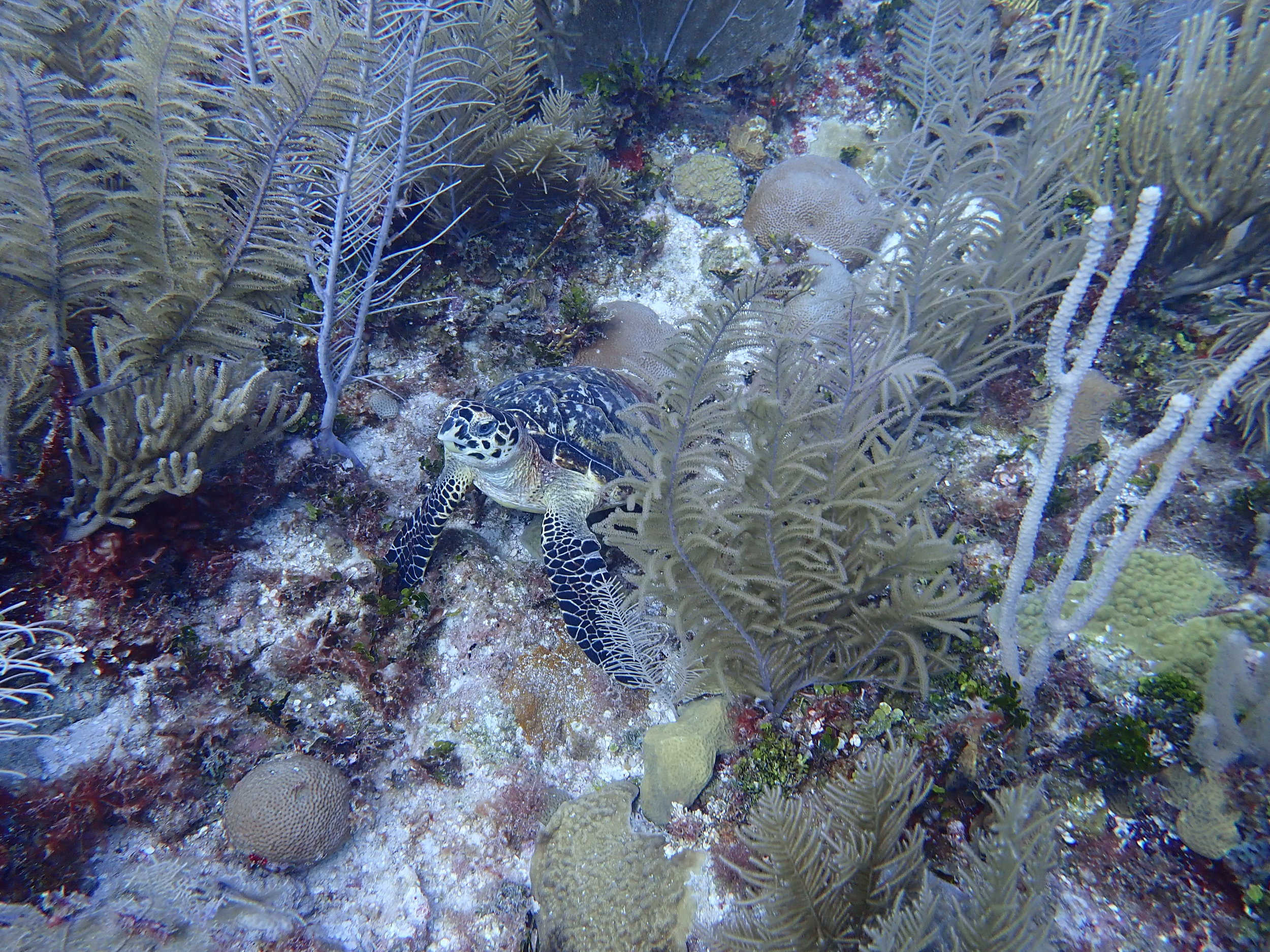 Belize Sea Turtle Research Trip: Barrier Reef Wildlife | SEE Turtles ...