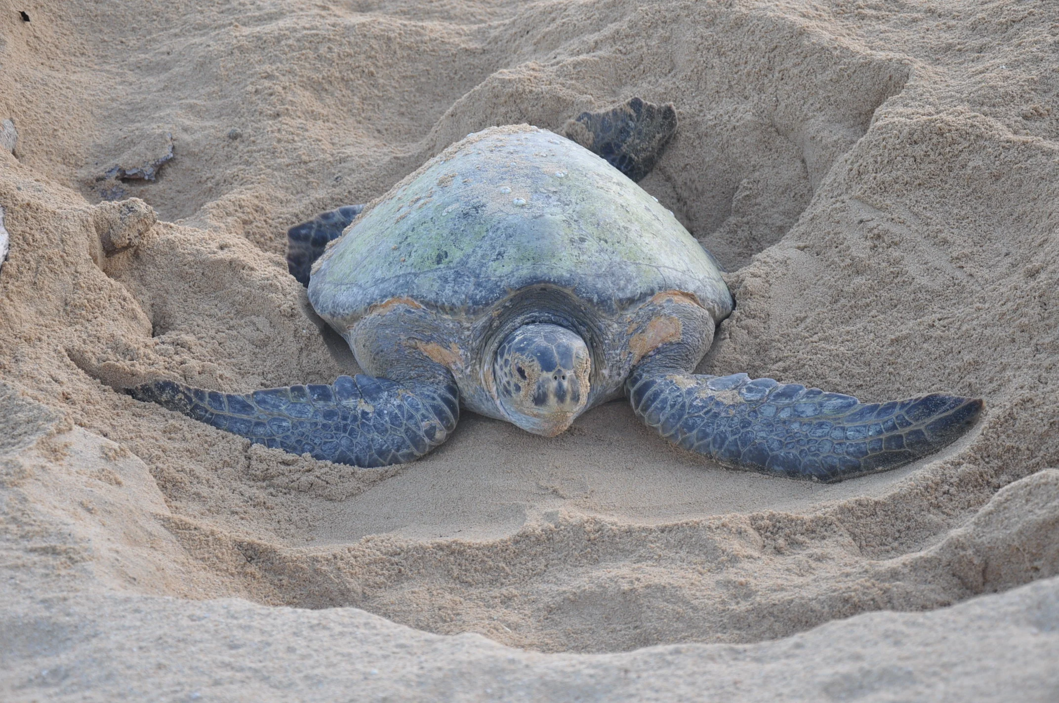 The Return of The Black Turtle — SEE Turtles