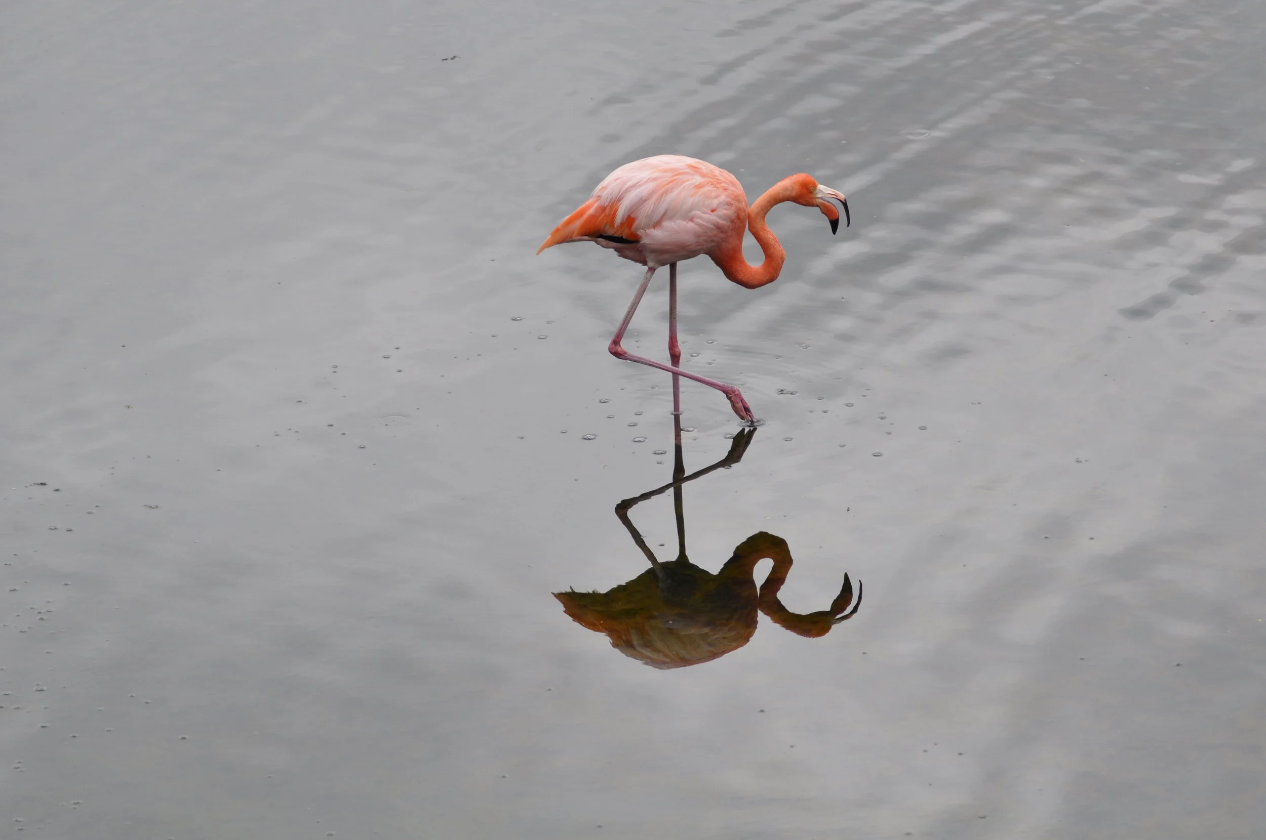 Galapagos Turtles & Tortoises — SEE Turtles — SEE Turtles