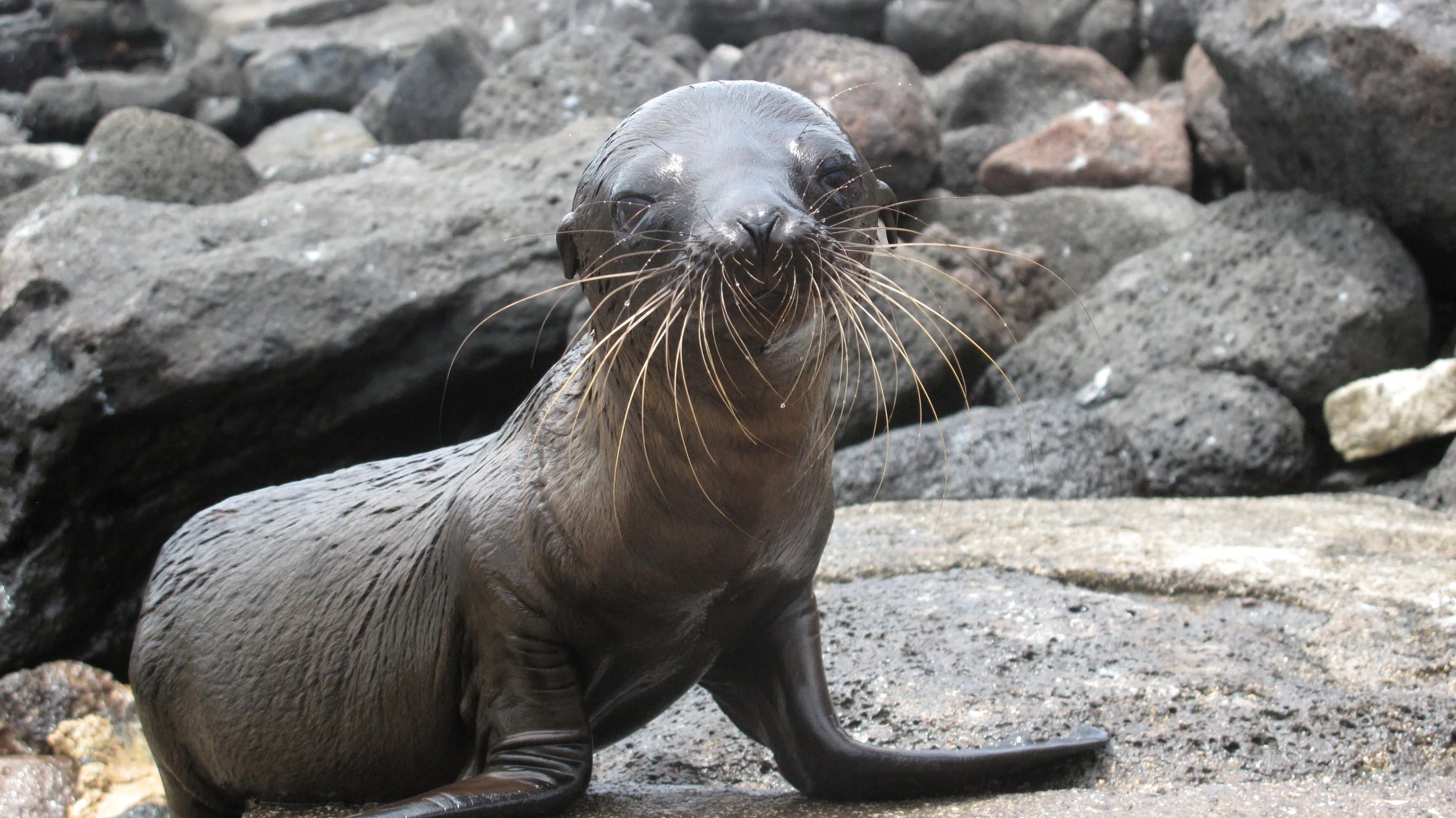Galapagos Turtles & Tortoises — SEE Turtles — SEE Turtles