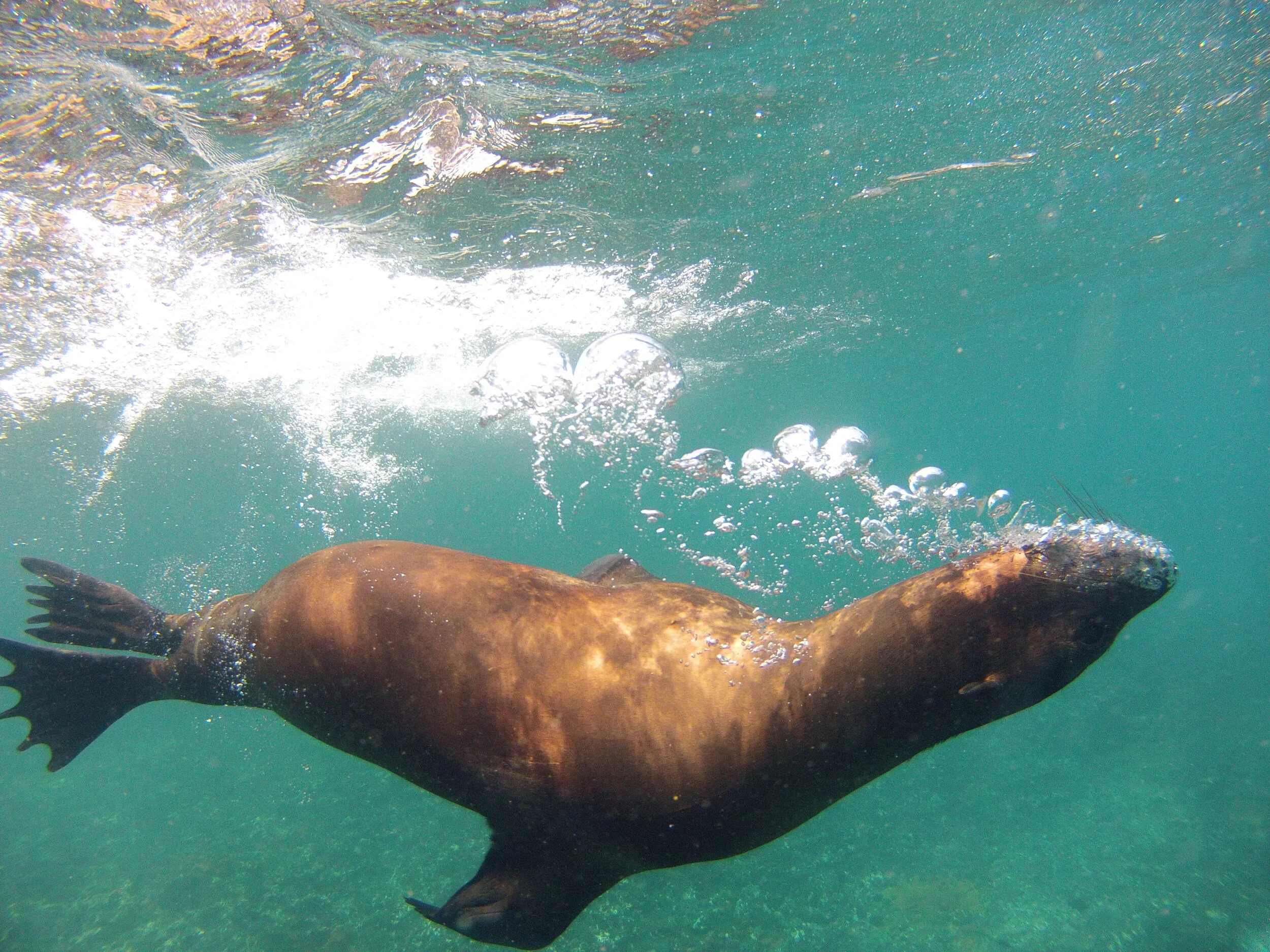 Galapagos Turtles & Tortoises — SEE Turtles — SEE Turtles