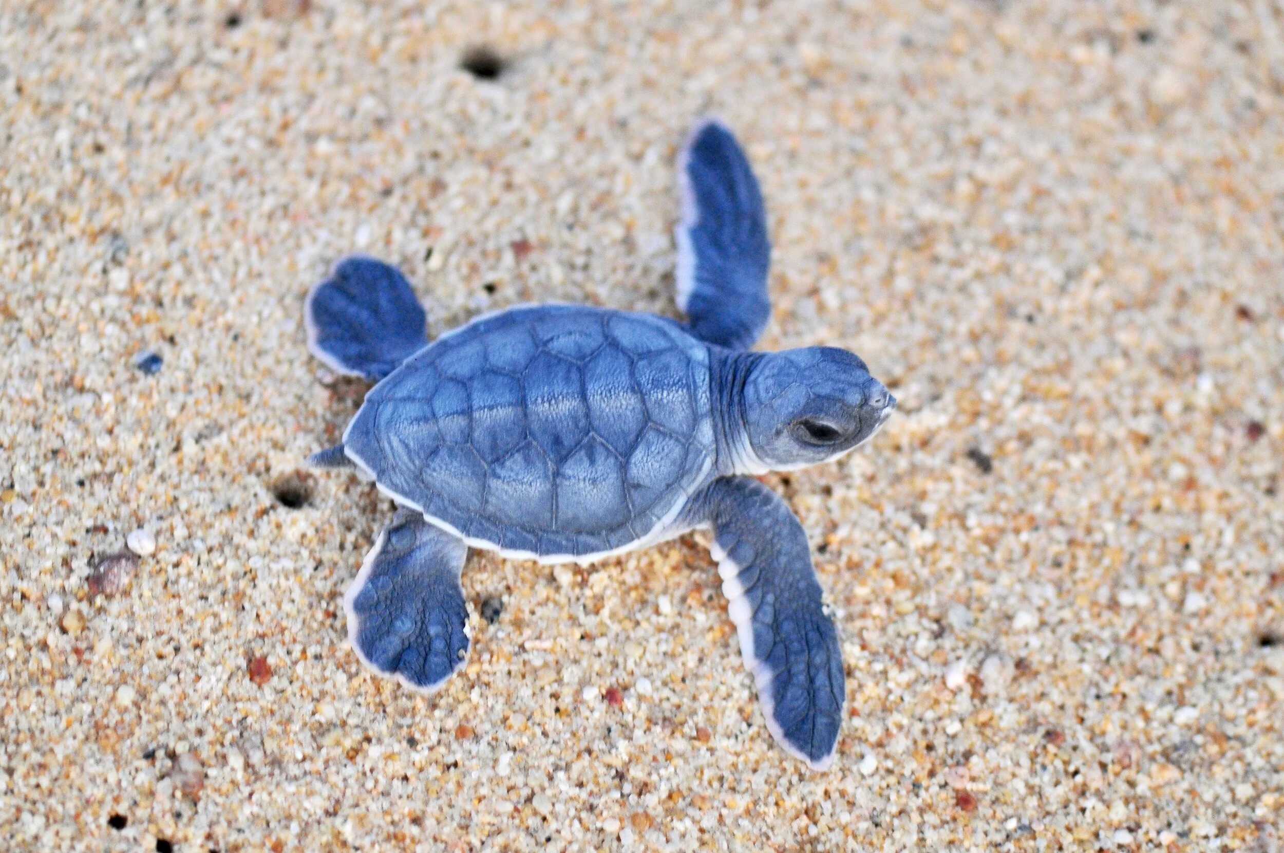 Sea Turtles of Colola Mexico — SEE Turtles