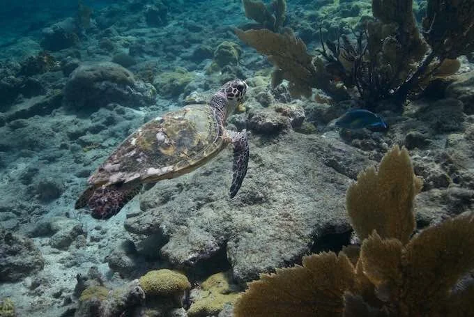 Save The Turtles — SEE Turtles — SEE Turtles